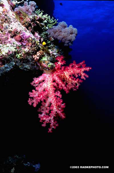 Soft Coral Overhang